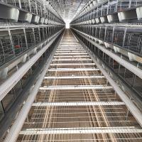 China H Type Automatic Layer Cage System 4 Tier Chicken Cage 65x62.5x50cm Q235 Steel 450cm²/Bird Capacity for sale