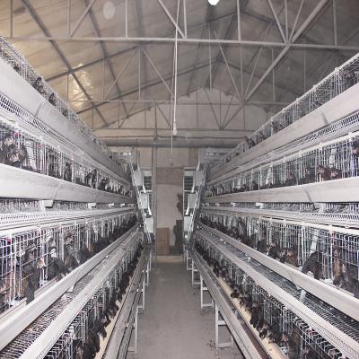China 10000 Egg Layer Battery Chicken Cage System Q235 Steel Material 3-8 Tier Options SONCAP Certified for sale
