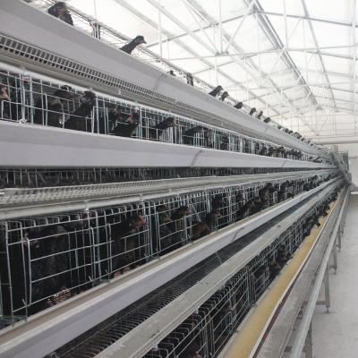 China Galvanized H410mm Poultry Battery Cage 494cm2 per Bird Egg Laying Equipment for sale
