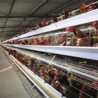 China Soncap 128 Birds/Set 4 Layer Chicken Cage For Laying Hens 8436290000 for sale
