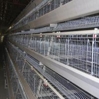 China Battery Cage System For Laying Hens With Hot-dip Galvanization for sale
