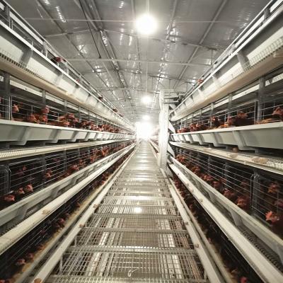 China H-Type Layer Chicken Cage System 650x625x500mm with 3-8 Tiers for 54-144 Birds Automated Poultry Farming for sale