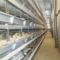 China H Type 20000 Birds Battery Chicken Layer Cage 2mm Hot Dipped Galvanized for Pakistan Farm for sale