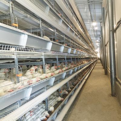 China H Type 20000 Birds Battery Chicken Layer Cage 2mm Hot Dipped Galvanized for Pakistan Farm for sale
