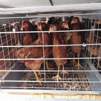 China H-Type Layer Chicken Cage System - 144 Bird Capacity, 65x62.5x50cm Cage Size, Hot-Dip Galvanized Construction for sale