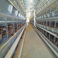 China 0.75kw Auto Feeding Layer Chicken Cage 54-384 Birds Poultry Husbandry Equipment for sale