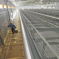China 0.75kw Auto Feeding Layer Chicken Cage 54-384 Birds Poultry Husbandry Equipment for sale