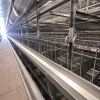 China A / H Type Layer Poultry Cages , HDG 54-384 Chicken Egg Laying Machine for sale