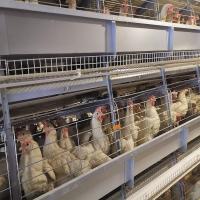 China Q235 Standard Steel Layer Chicken Cage Hot Dipped Galvanized for sale