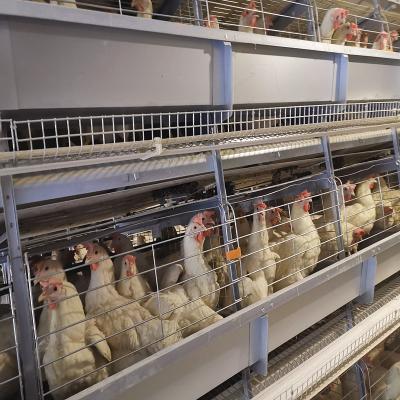 China H Shaped Stacked Layer Chicken Cage 3 to 9 Tier Customizable Al Zinc Anti Rust for sale