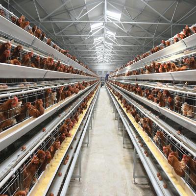 China Q235A Galvanized Steel Layer Chicken Cage System - 3 & 4 Tier Designs for 90-160 Birds Capacity for sale