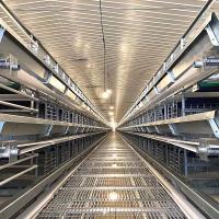 China 380V 3-Phase Layer Chicken Cage System for Laying Hens - 650×625×500mm Hot-Dip Galvanized with SGS Certification for sale