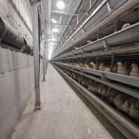 China SGSBattery Hens Layer Chicken Cages H Type Egg Laying 5 Tiers for sale