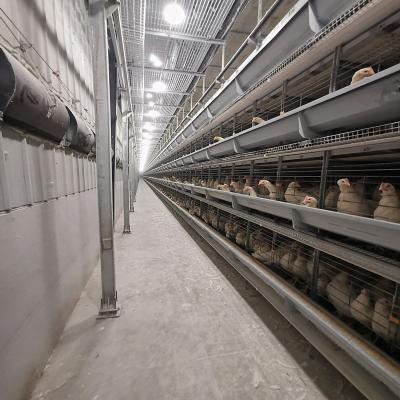 China H Type Q235 Laying Egg Layer Chicken Cage 54-240 Birds Capacity for sale