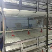 China Automatic H Type Broiler Chicken Cage 150x100x44cm Q235A Galvanized Poultry Farming Equipment with 25+ Year Lifespan for sale