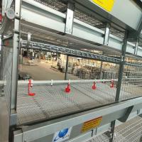 China 85*62.5*50Cm Size Broiler Chicken Cage H Type Multi Layer for sale