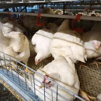 China 3-9 Floor Farm Battery Chicken Cage With Automatic System for sale