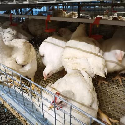 China 3-9 Floor Farm Battery Chicken Cage With Automatic System for sale