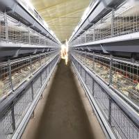 China Durable H Frame Broiler Chicken Cage Automatic Hopper Trolley Feeding for sale