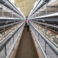 China H Type Frame 4 Tiers Meat Chicken Broiler Cage 136 Birds Capacity 85x220x325 cm for sale