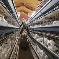 China Q235A Baby Broilers Chicken Cage 100*100*220cm Fully Automatic for sale