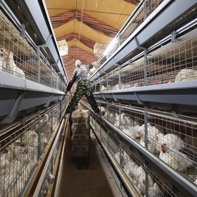 China Commercial 4 Layer Broiler Chicken Cage 80Birds/Set SONCAP Certificated for sale
