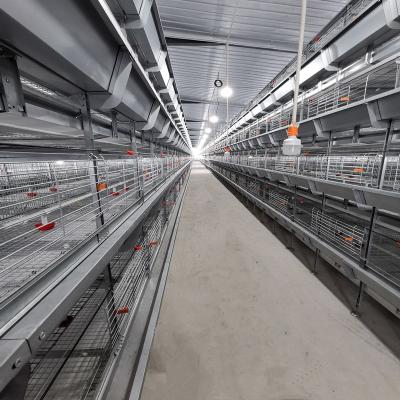China Hot Galvanized Wire Mesh Broiler Chicken Cage H Type for sale