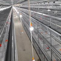 China Hot Galvanized Battery Chicken Cage For Broiler 17 Chicks / Cell for sale
