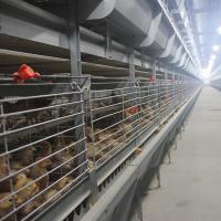China Q235 Poultry Farming Cage for sale