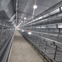 China H440mm Automatic Manure Cleaning Chick Brooder Cage - 17 Birds Capacity with 312cm² Space per Bird for sale