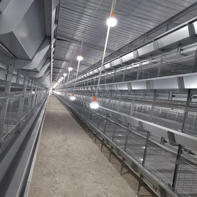 China H440mm Automatic Manure Cleaning Chick Brooder Cage - 17 Birds Capacity with 312cm² Space per Bird for sale