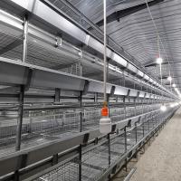 China Q235 Steel Pullet Rearing Cage 90 Days Transfer to Layer Hen Cage 180 Birds for sale