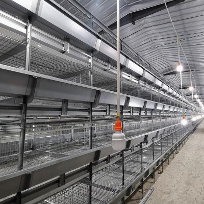China Q235 Steel Pullet Rearing Cage 90 Days Transfer to Layer Hen Cage 180 Birds for sale