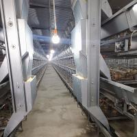 China Q235 Steel Pullet Rearing Cage 90 Days Transfer to Layer Hen Cage 180 Birds for sale