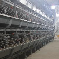 China 2.5mm Pullet Rearing Brooder Cage Systems - A & H Frame Designs with 180-240 Bird Capacity for Egg Farming for sale