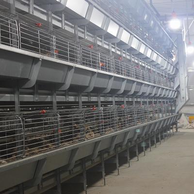 China 2.5mm Pullet Rearing Brooder Cage Systems - A & H Frame Designs with 180-240 Bird Capacity for Egg Farming for sale