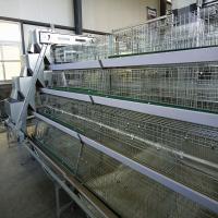 China Poultry House A Type Baby Chick Cage 180/240 Capacity with 275g/m² Galvanized Steel Construction for sale