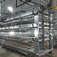 China H-Type Layer Battery Baby Chicks Rearing Cage System - 40,000 Bird Capacity, 4-Tier Design, 312cm² Per Bird for sale