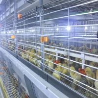 China Battery Brooder Baby Chick Cage with 2.0-3.0mm Wire Diameter - 3-4 Tier A/H Frame for 102-240 Birds for sale