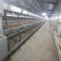China H-Type 4-Tier Small Baby Chick Brooder Cage System - 85x125x285 cm, 136 Bird Capacity for 1 Day to 16 Weeks for sale