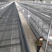 China Poultry Equipment Customized Multi Style Baby Chick Cage Multi Broiler Chicken Cage for sale
