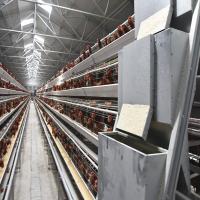 China A-Type Wire Poultry Cage System 3-4 Tier Layer Farming Equipment 90-160 Birds Capacity for sale