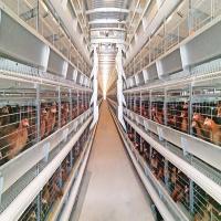 China European Standard 4-Tier 120 Birds Battery Chicken Cage System with 450-500cm² Space per Bird for sale