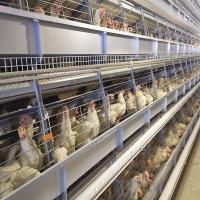 China 108-144 Birds Poultry Cage 3-4 Layers Broiler Raising Equipment Hot Dip Galvanized for sale