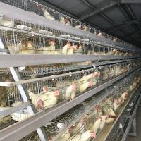 China A-Frame Layer Poultry Cages 3-4 Tier Battery System with 10-25 Year Lifespan for Egg Production for sale