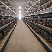 China H-Type Battery Poultry Cage System 650x1250x2220mm for Layer Farming with 25+ Year Lifespan for sale