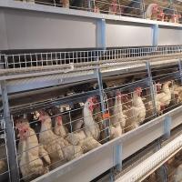 China Ventilated Automated Layer Cage Setup 4 Tiers Accommodates 120 Chickens for sale