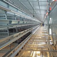 China Hot  Galvanized Automatic A Type H Type Chicken Cages Layer For Poultry Cage for sale
