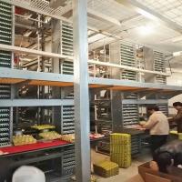 China SGS H Frame 30000 Birds Poultry Layer Cage System 650mm Length with 15-20 Year Lifespan for sale
