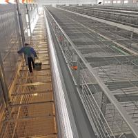 China H-Type Layer Poultry Cage System - 3-8 Tier Automated Chicken Housing with 450cm² Space per Bird for sale